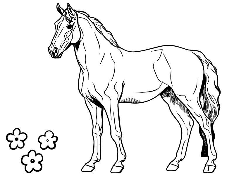 Planșe de colorat cu animale domestice - Cărți de povești